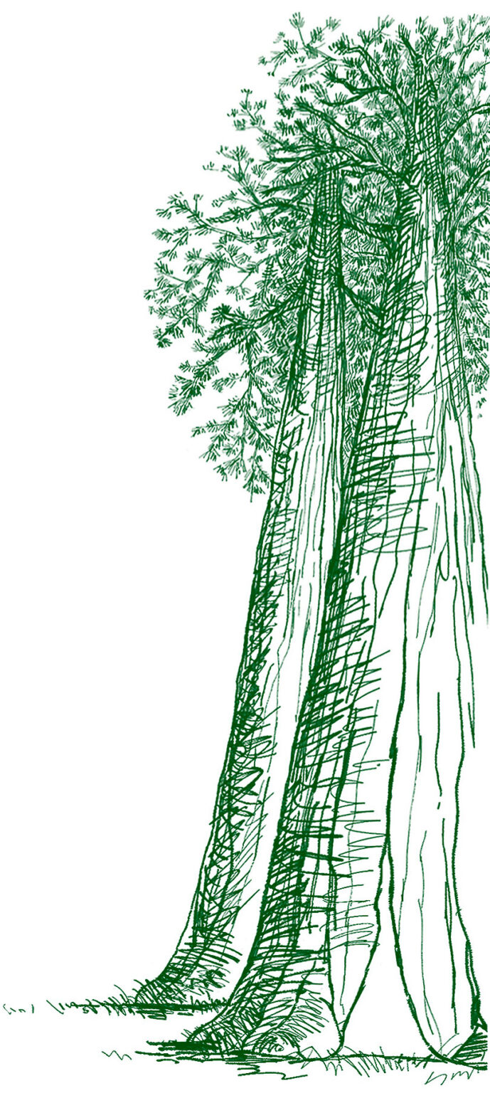 Home - Sequoia Fund